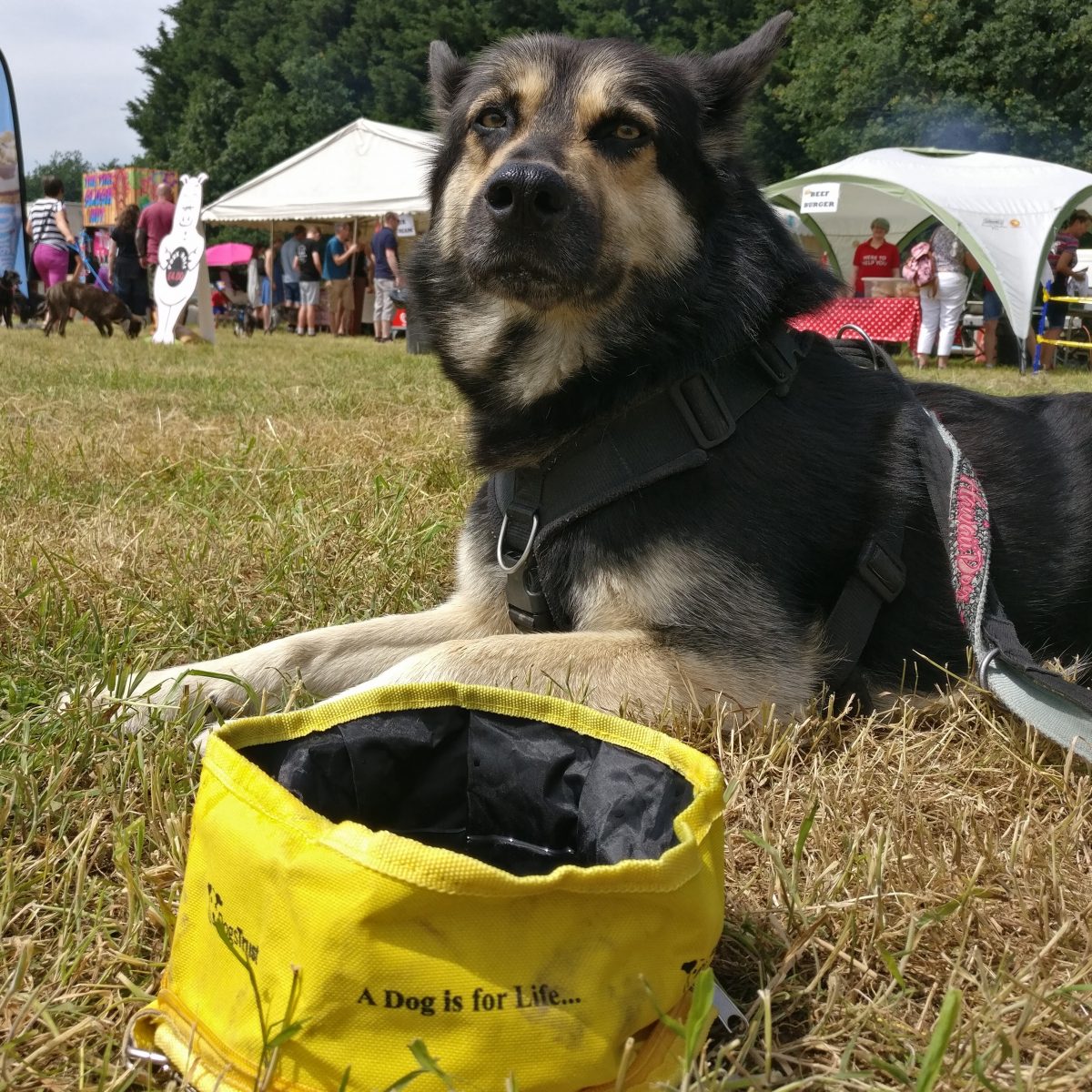 PICTURES - Dogs Trust fun day raises pounds for hounds - The Solihull ...