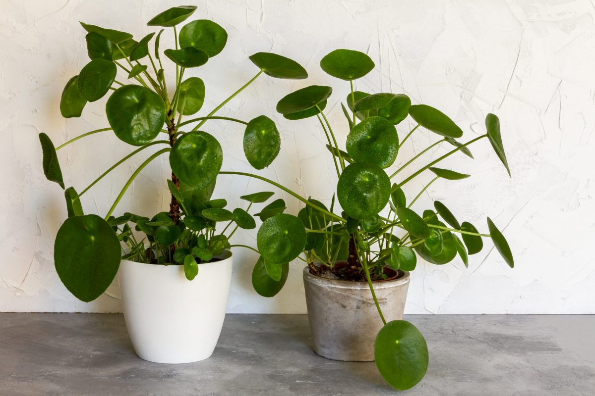 Seven ways to get your hands on free plants - The Solihull Observer