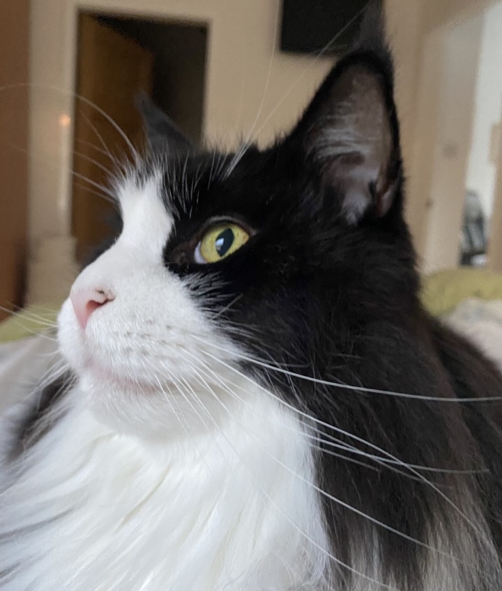 Distraught family in plea for safe return of family pet Bobby - The ...