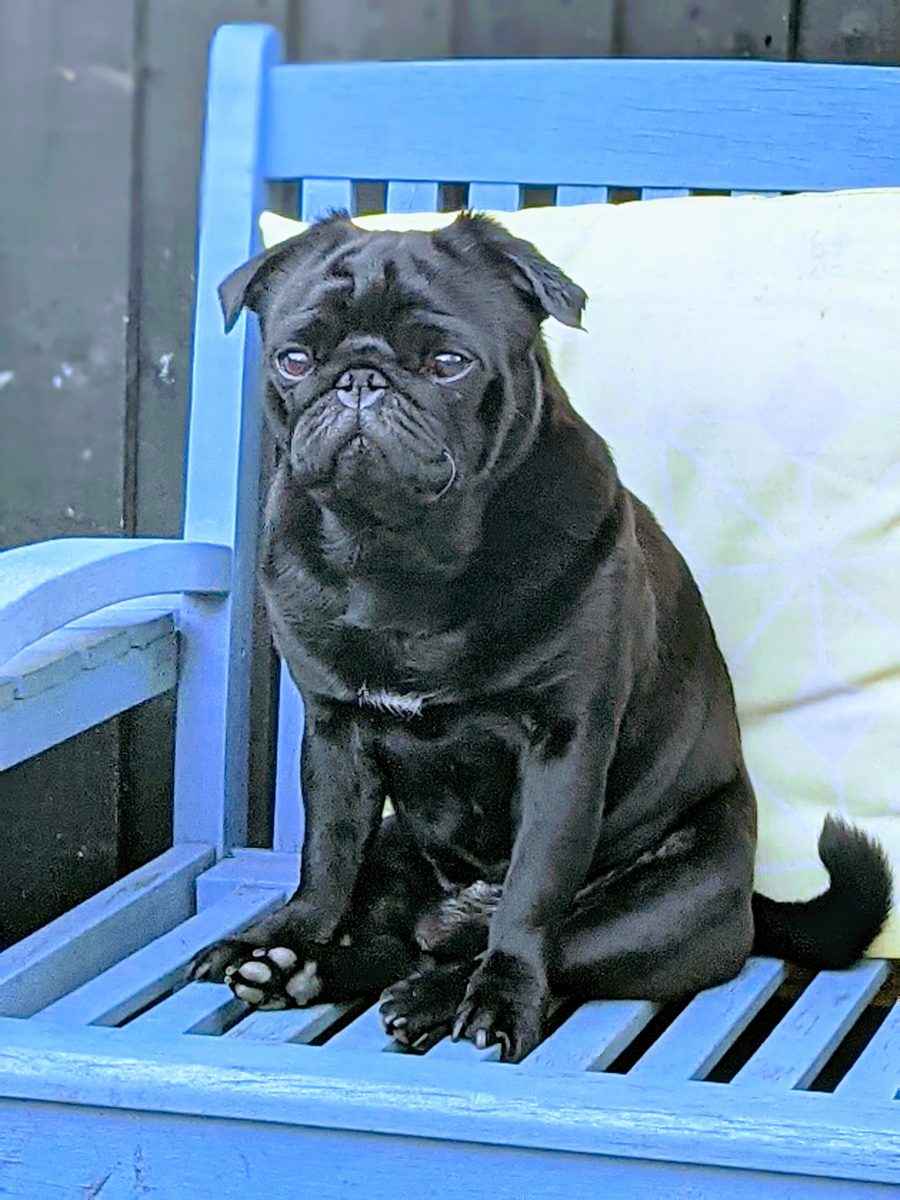 'Hero' vet thanked for transforming life of beloved pug - The Solihull ...