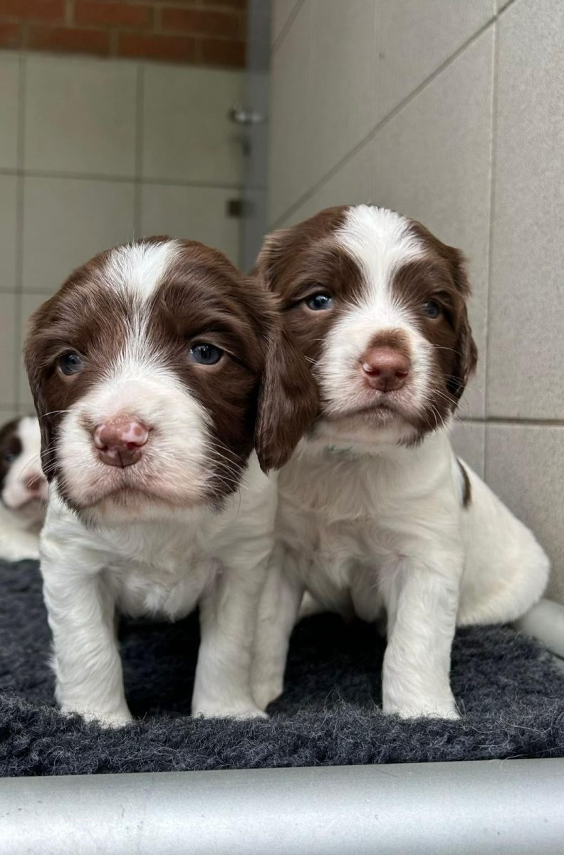 West Midlands Police welcomes sweetest recruits - The Solihull Observer